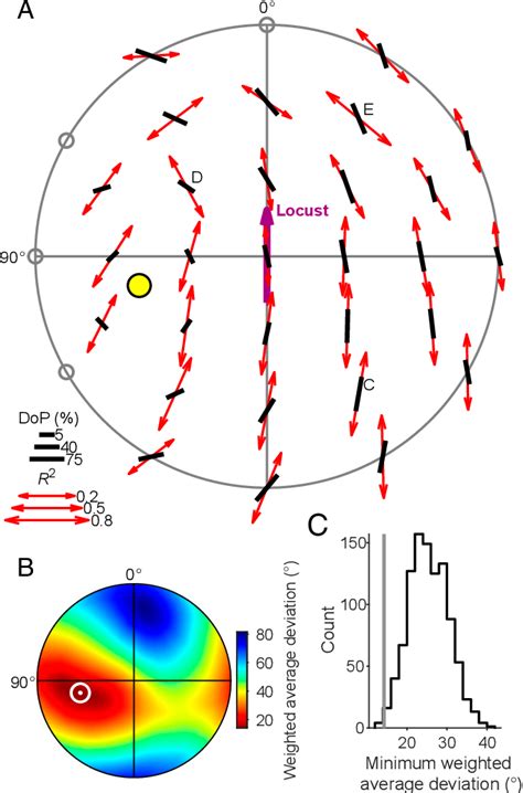 Figure 4 From Matched Filter Coding Of Sky Polarization Results In An Internal Sun Compass In