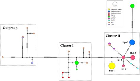 Median Joining Network Of Mtdna D Loop Haplotypes As Inferred From The