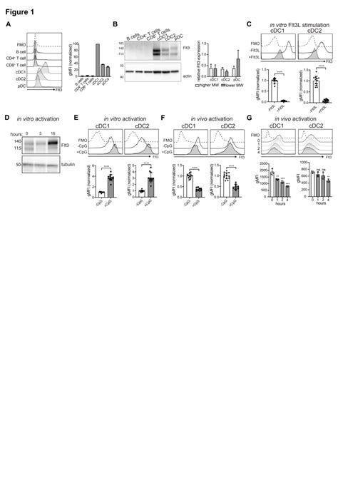 Constitutive Flt3 Signaling Impacts Conventional Dendritic Cell