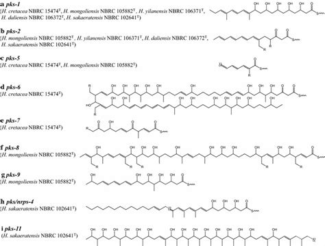 Presumed Chemical Structures Of Polyketide Backbones Synthesized By Download Scientific Diagram