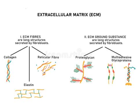 Composition Of Extracellular Matrix Stock Illustration Illustration Of Cytoskeleton