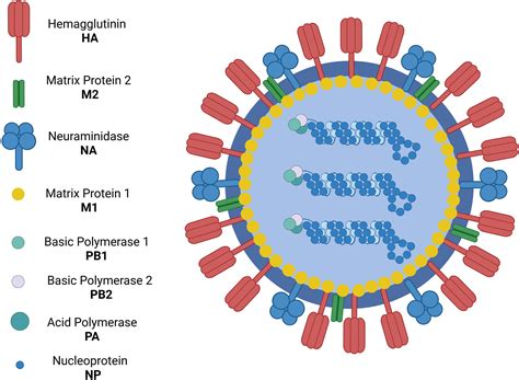 Frontiers Monoclonal Antibodies Against Influenza Viruses A Clinical