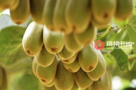 麻阳猕猴桃 特产百科 挑挑礼