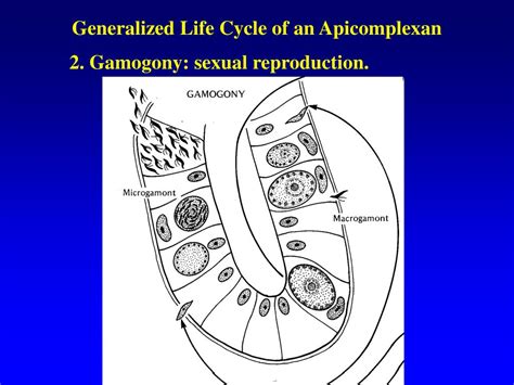 Ppt Phylum Apicomplexa Powerpoint Presentation Free Download Id 1193653