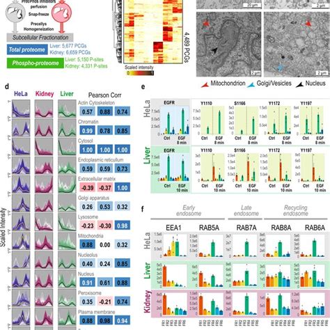 Comparative Analysis Of Subcellular Fractionation Protocols Based On