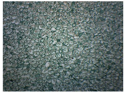 Solanum Tuber Section Prepared Microscope Slide 75x25mm Klm Bio Scientific