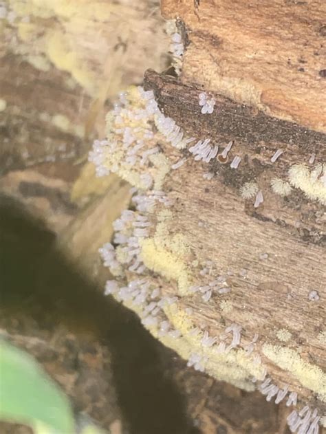 Log Tek In My Garden Has Produced Some Interesting Results R Mycology
