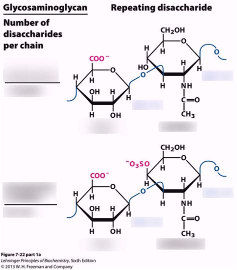 Glycosaminoglycans 1 Diagram Quizlet