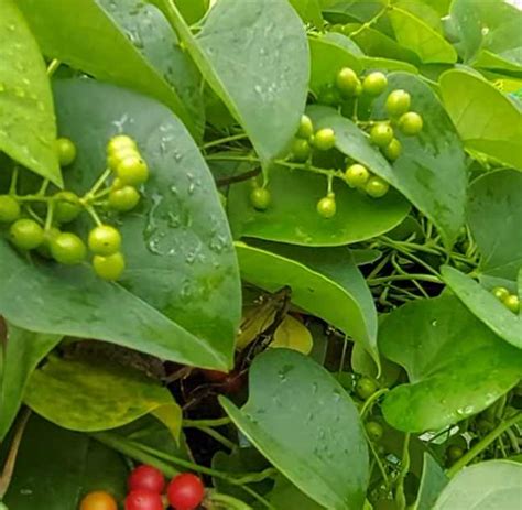 5 Simple Ayurvedic Immunity Boosting Remedies Diy Glow