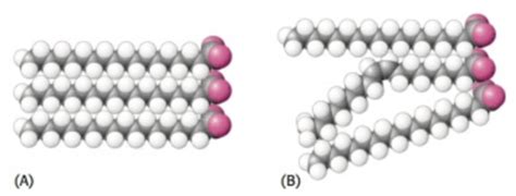 Mebrane Sturcture And Function Flashcards Quizlet