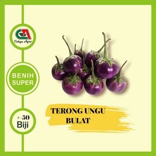 Jual 50 Biji Benih Terong Ungu Bulat Terong Lalap Shopee Indonesia
