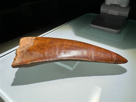 Carcharodontosaurus Fossil Tooth Late Cretaceous 95 Million Years Ago 3