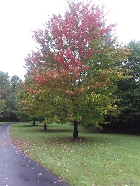 I Saw The Transitioning Tree On The Front Page And Then I Saw This One In Hillsborough Scrolller