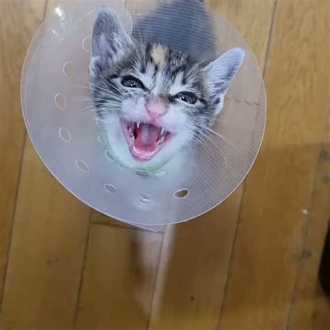 네 저는 아기고양이의 인간 캣타워입니다ㅎㅎ Youtube