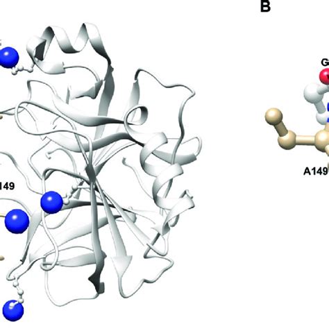 Structure Of A Chymotrypsin Dimer From Bos Taurus Pdb Id 4cha A Download Scientific Diagram