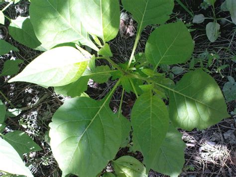 野菜 黑籽菜 一個人的開始 udn部落格