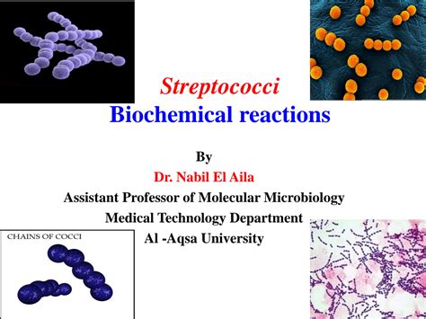 Solution Lab 8 Streptococcus Biochemical Reactions Studypool