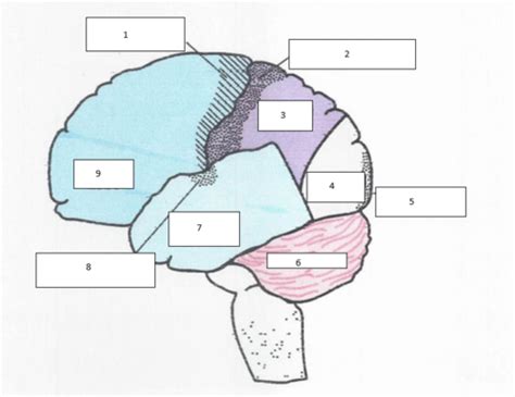 Cortex Labeled Flashcards Quizlet
