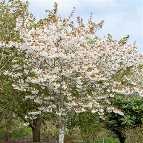 Prunus Fragrant Cloud Frank P Matthews