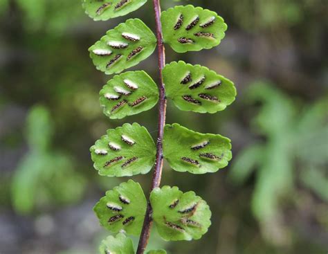 Asplenium Trichomanes Subsp Quadrivalens Eflora Of India
