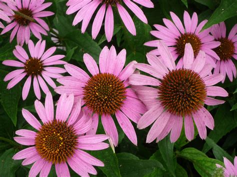 Echinacea Plant Uses