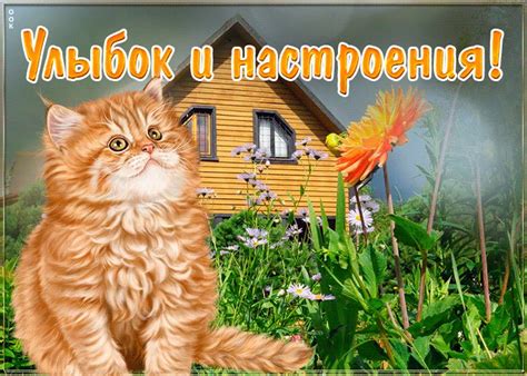 Открытка с пожеланиями с котиками Открытки Онлайн