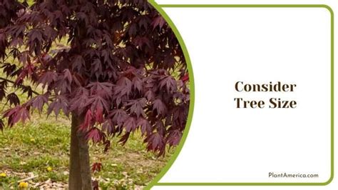 How To Transplant A Red Maple Tree Amazing Tips And Tricks Plant America