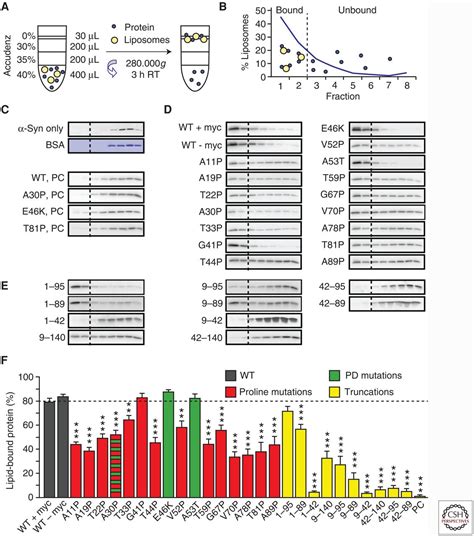 Cell Biology And Pathophysiology Of α Synuclein