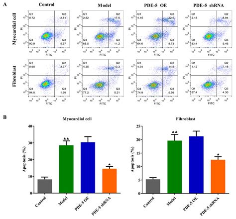The Effects Of Pde 5 Modified Mscs On Apoptosis Of Fibroblasts And