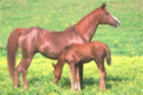 Markov Random Fields For Super Resolution