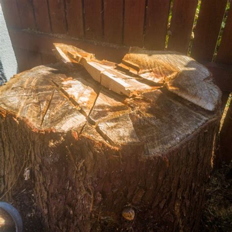 Tree Stump With Texture And Shading Stock Image Image Of Tree Leaf