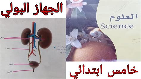 الجهاز البولي علوم صف خامس ابتدائي مع حل اسئلة الفصل Youtube