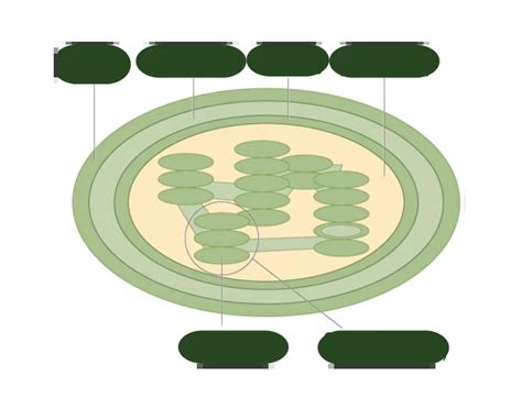 Chloroplast Labelling — Printable Worksheet