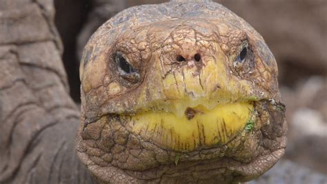 Sex Crazy Galapagos Tortoise Fathers 800 Saves Species