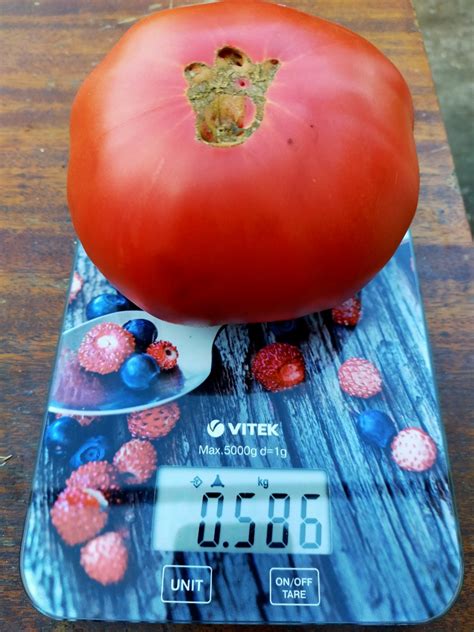Томат Чудо земли: описание сорта, ОТЗЫВЫ (30), фото | tomatland.ru