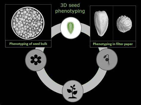 3d Xray Ct For Seed Phenotyping Phenolytics Posted On The Topic Linkedin
