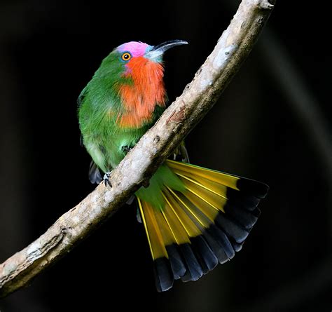 The Life Journey In Photography Red Bearded Bee Eater In Action