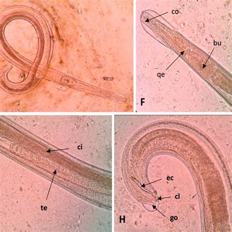 Pdf Morfología De Strongyloides Stercoralis