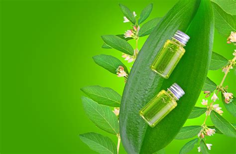 에센셜 오일 성분을 가진 천연 허브 화장품 녹색 잎에 누워 허브 추출물병 공간을 복사합니다 개념에 대한 스톡 사진 및 기타 이미지 Istock