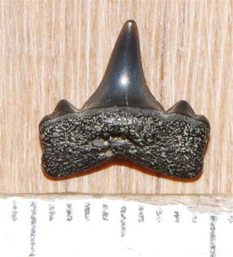 Isurolamna Affinis Member Collections The Fossil Forum