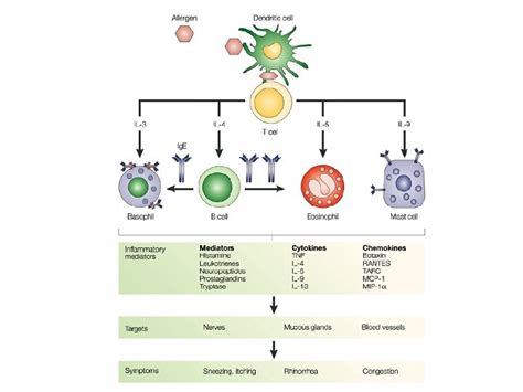 Citocinas Y Quimiocinas Definicin Productos Secretados Por Las
