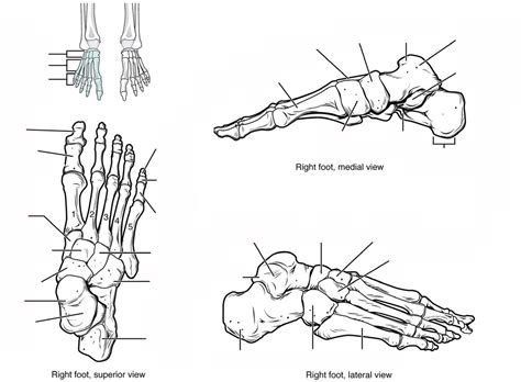 Bones Of The Foot Diagram Quizlet