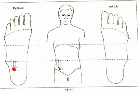 Appendix Appendicitis Learn Self Healing Techniques Online