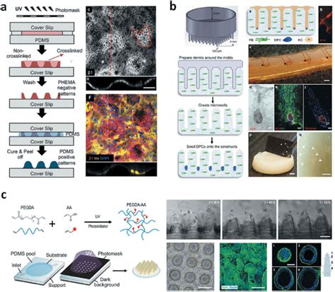 A Fabrication Of Patterned Pdms Substrates To Mimic The Epidermal Download Scientific Diagram