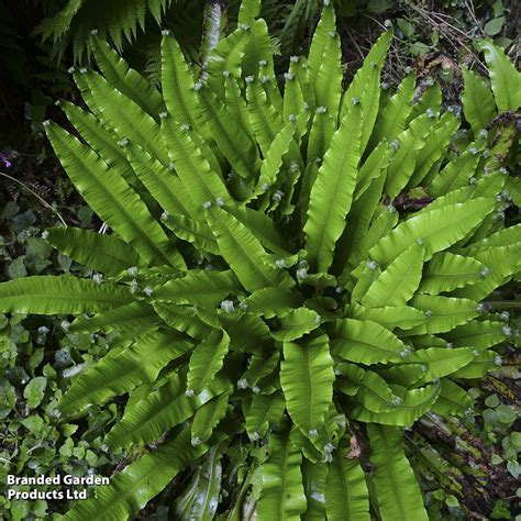 Asplenium Scolopendrium Suttons