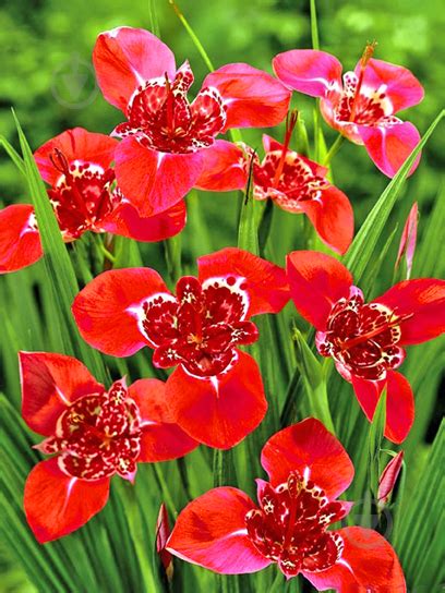 ᐉ Бульбоцибулина тігрідії червоної 5 шт • Краща ціна в Києві Україні • Купити в Епіцентр К