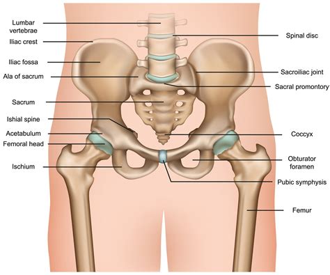 Hip Dips What Are They And Why You Get Them