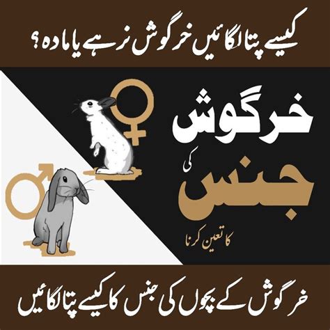 Determine Rabbit Gender Poster Movie Posters Gender