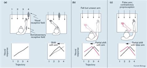 Visuo Motor Control Giving The Brain A Hand Current Biology