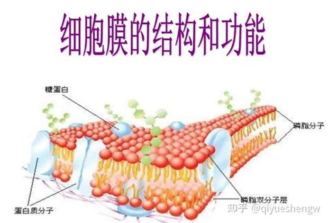 内源性生物膜包裹药物博来霉素巨噬细胞膜包被的乳腺癌靶向纳米粒 知乎